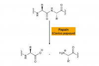 Papain Carica papaya Enzyme | Megazyme