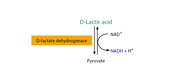 D-Lactic Acid Assay Kit Liquid Ready - D-Lactate kit for analysis in ...