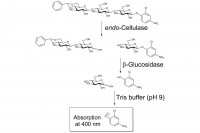 Endo-Cellulase Assay Kit - Measurement of cellulase | Megazyme