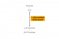 Sucrase from yeast Enzyme | Megazyme