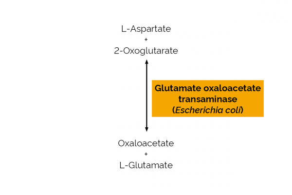Glutamate oxaloacetate transaminase Escherichia coli Enzyme | Megazyme