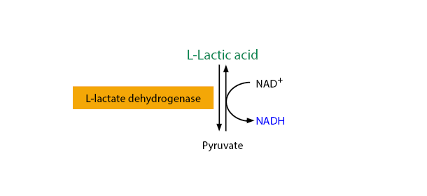 L-Lactic Acid Assay Kit (Liquid Ready) - Measurement L-Lactate | Megazyme
