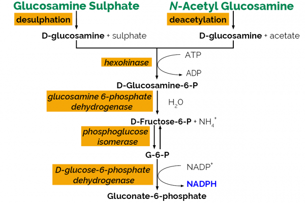 d glucosamine