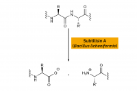 Protease Subtilisin A Bacillus Licheniformis Enzyme | Megazyme