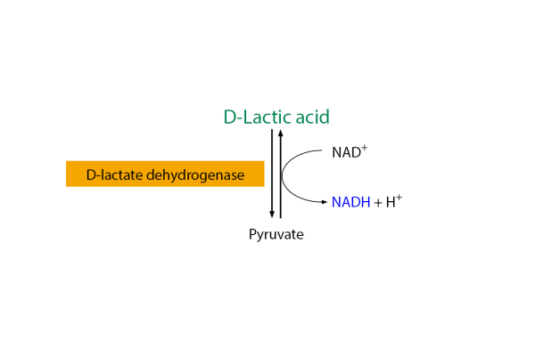 D-Lactic Acid Assay Kit Liquid Ready - D-Lactate kit for analysis in ...