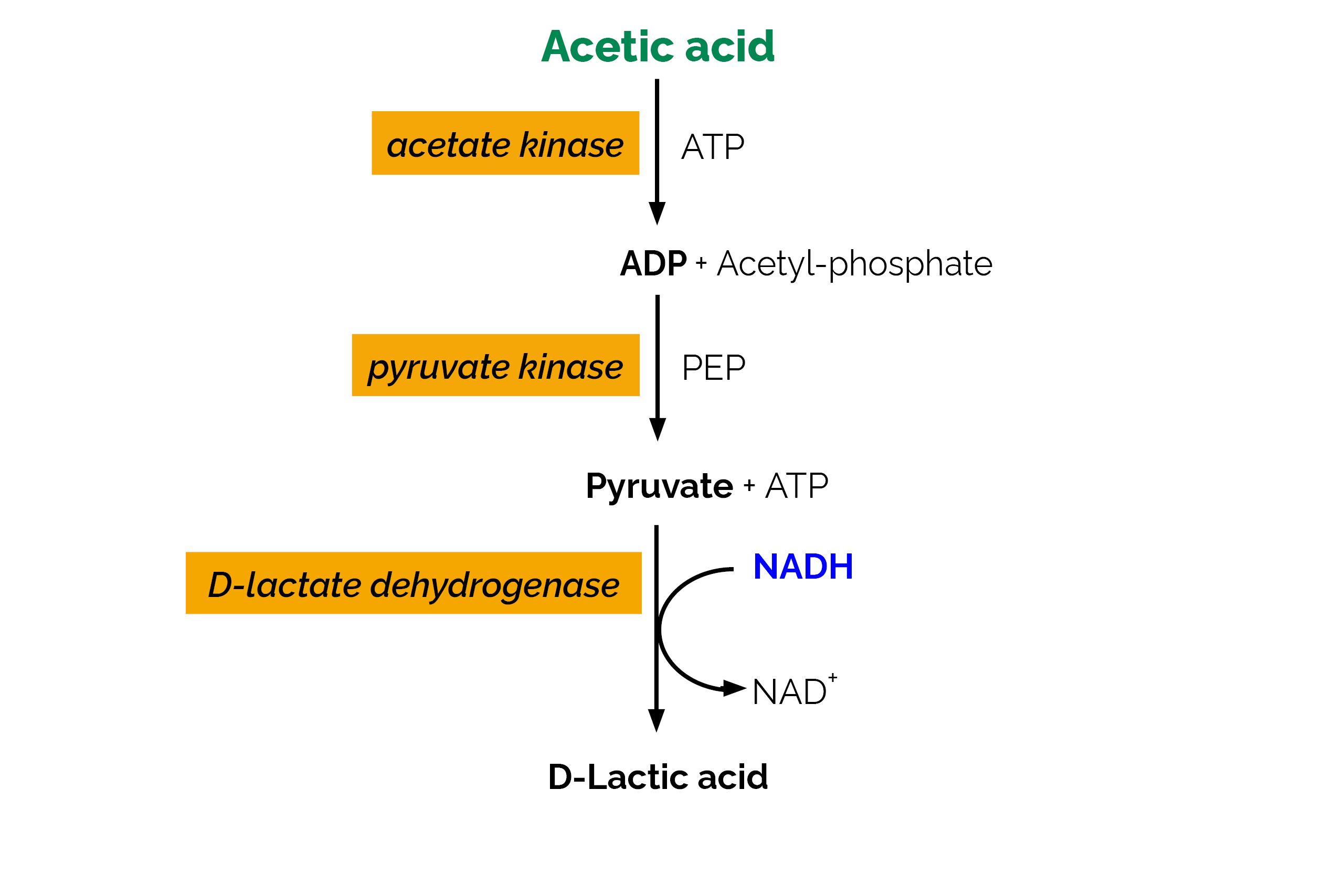 Acetic Acid Assay Kit Liquid Ready | Megazyme