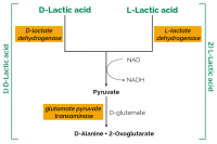 D-L-Lactic Acid Assay Kit - Buy for measurement and analysis | Megazyme