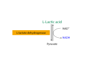 L-Lactic Acid Assay Kit (Liquid Ready) - Measurement L-Lactate | Megazyme